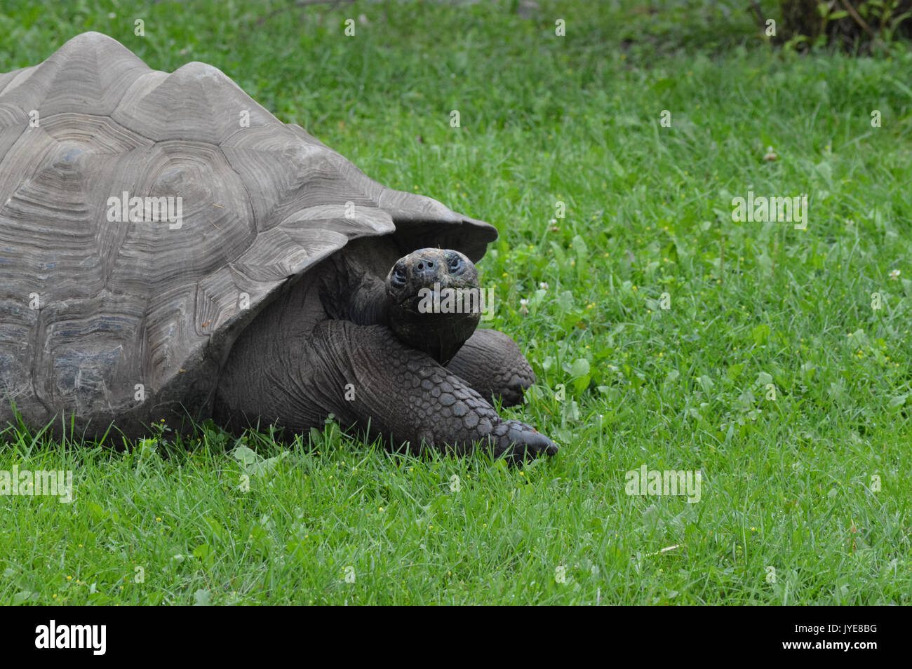 Large galapagos tortoise shell hi-res stock photography and images - Alamy