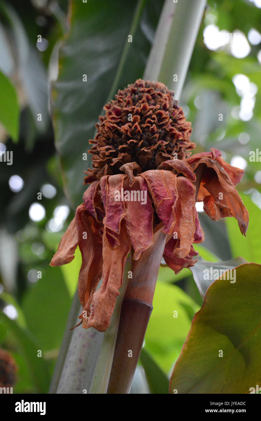 Red Torch Ginger Stock Photo - Alamy