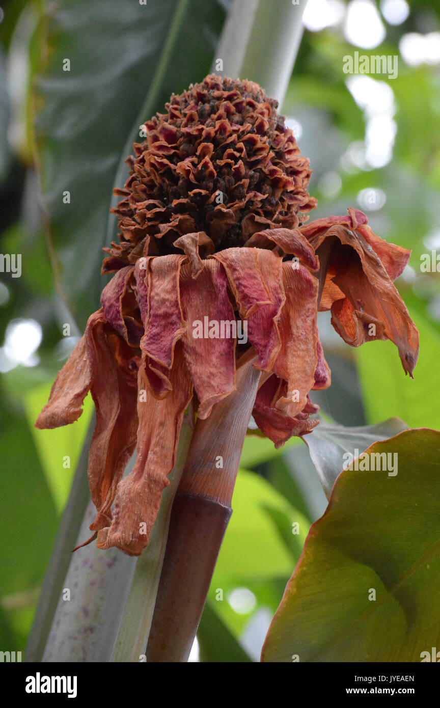 Red Torch Ginger Stock Photo - Alamy