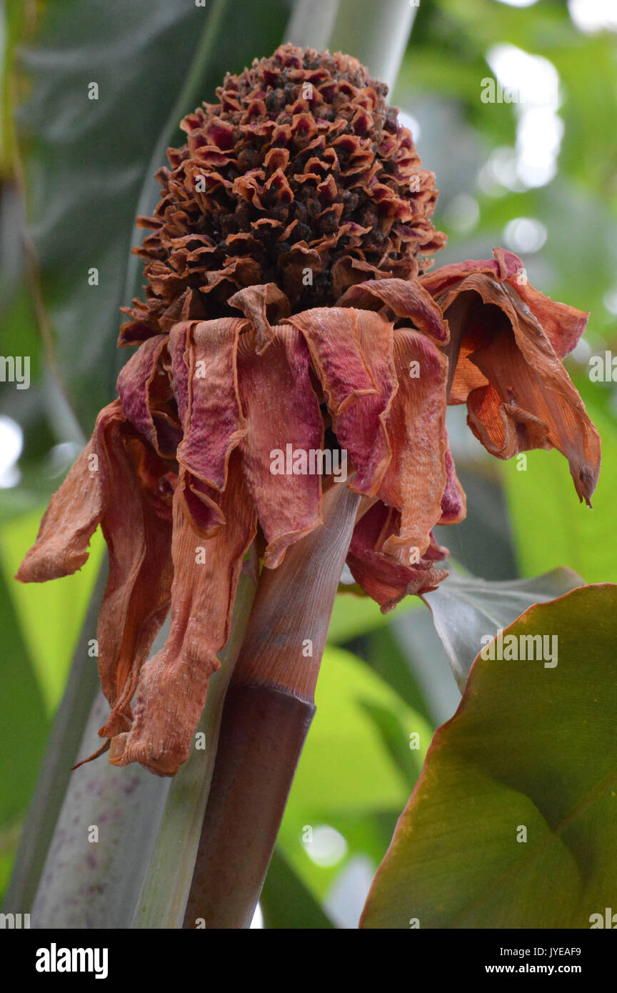 Red Torch Ginger Stock Photo - Alamy