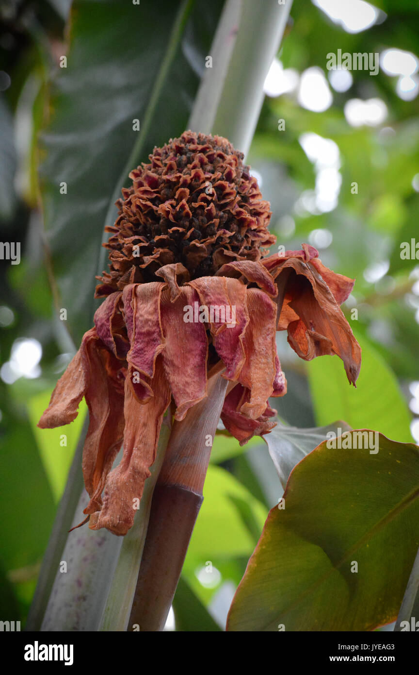 Red torch hi-res stock photography and images - Alamy