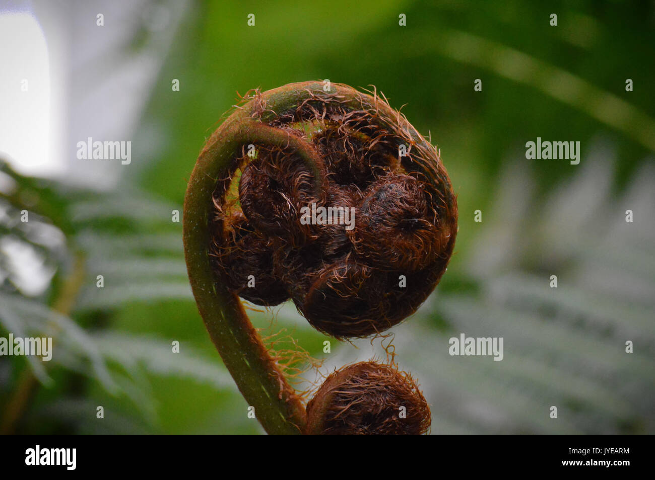 Brown fern fiddlehead hi-res stock photography and images - Alamy