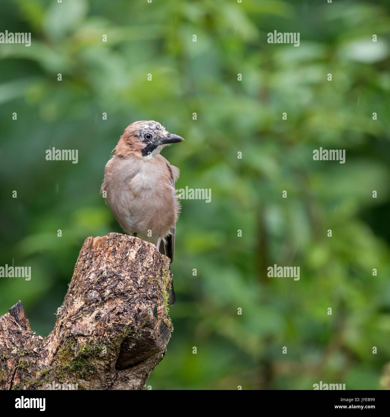 Beautiful Jay bird Garrulus Glandarius on tree stump in woodland ...