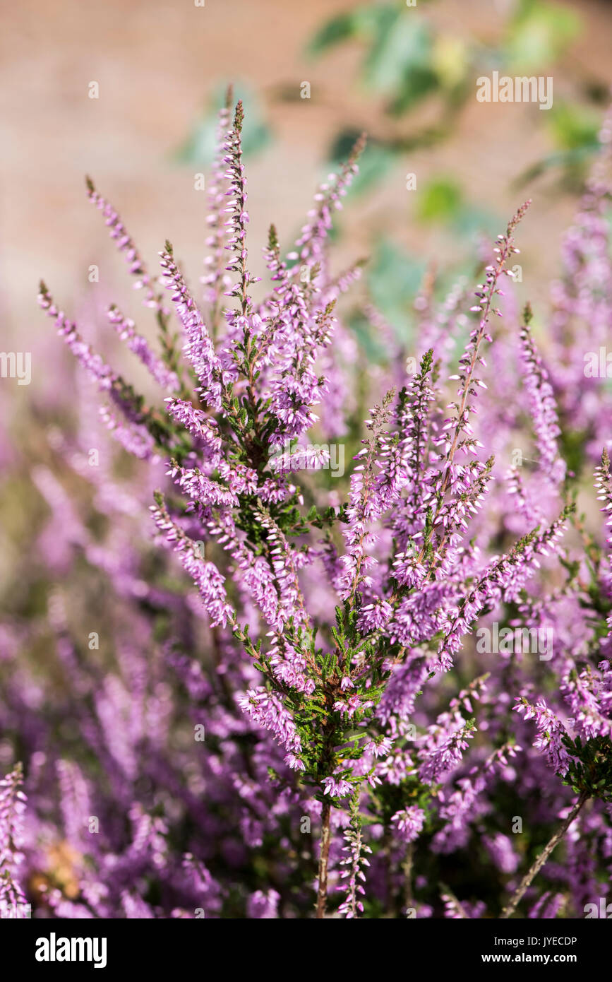 Heather or Ling (Calluna vulgaris) in flower Stock Photo - Alamy