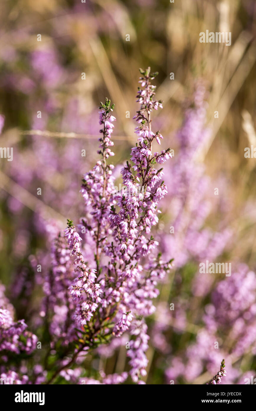 Heather or Ling (Calluna vulgaris) in flower Stock Photo - Alamy