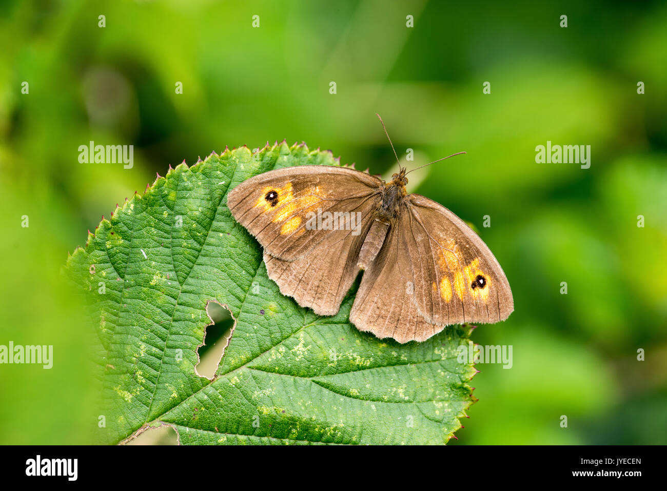 Brown butterfly maniola jurtina hi-res stock photography and images - Alamy