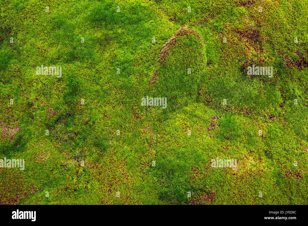 Soil covered of green soft moss Stock Photo - Alamy