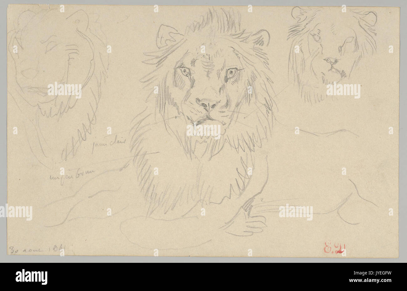 A Lion, Full Face, August 30, 1841 MET DP836166 Stock Photo - Alamy