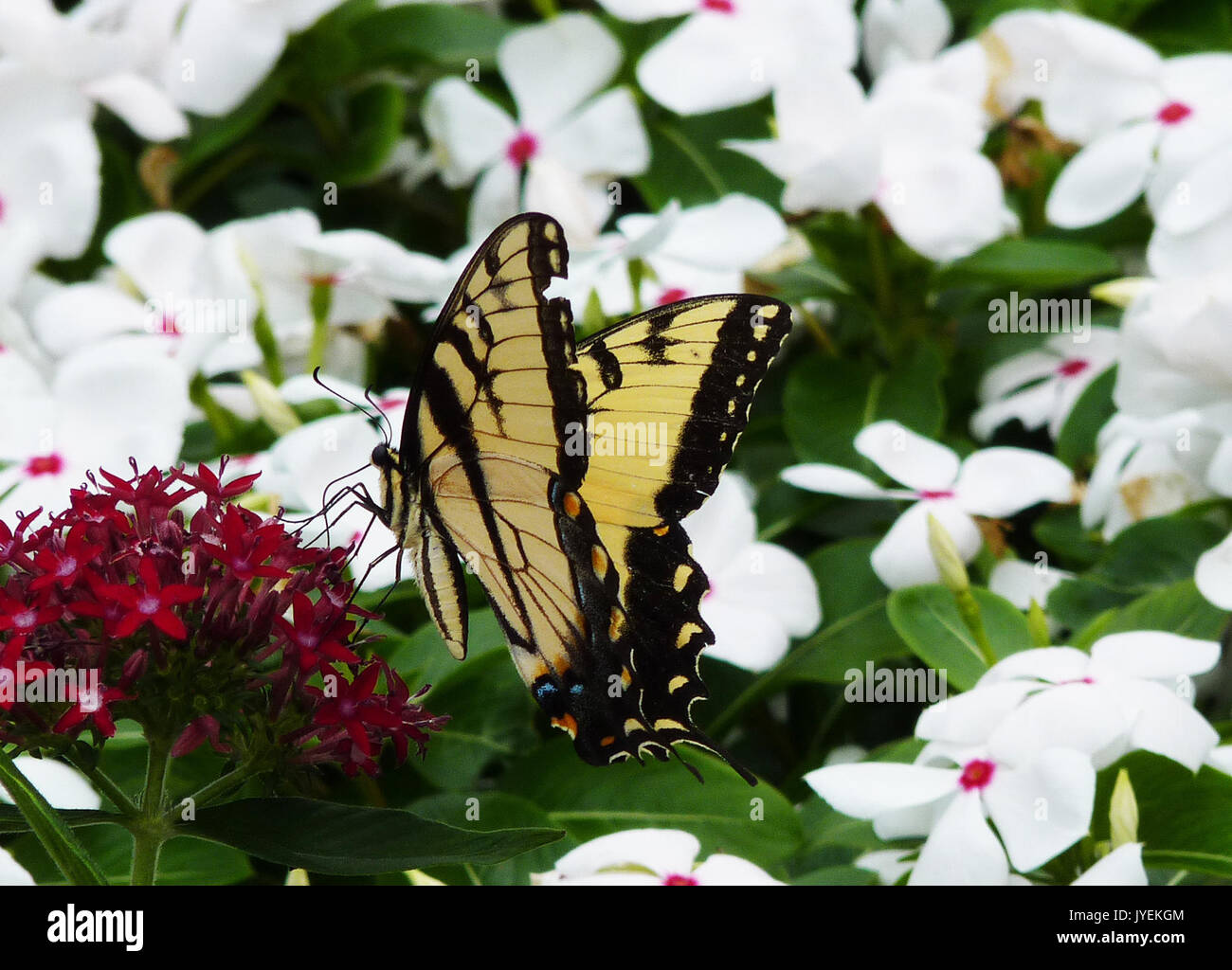 Butterfly on flower pollinator hi-res stock photography and images - Alamy