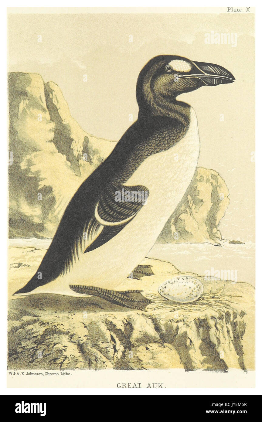Great auk hi-res stock photography and images - Alamy