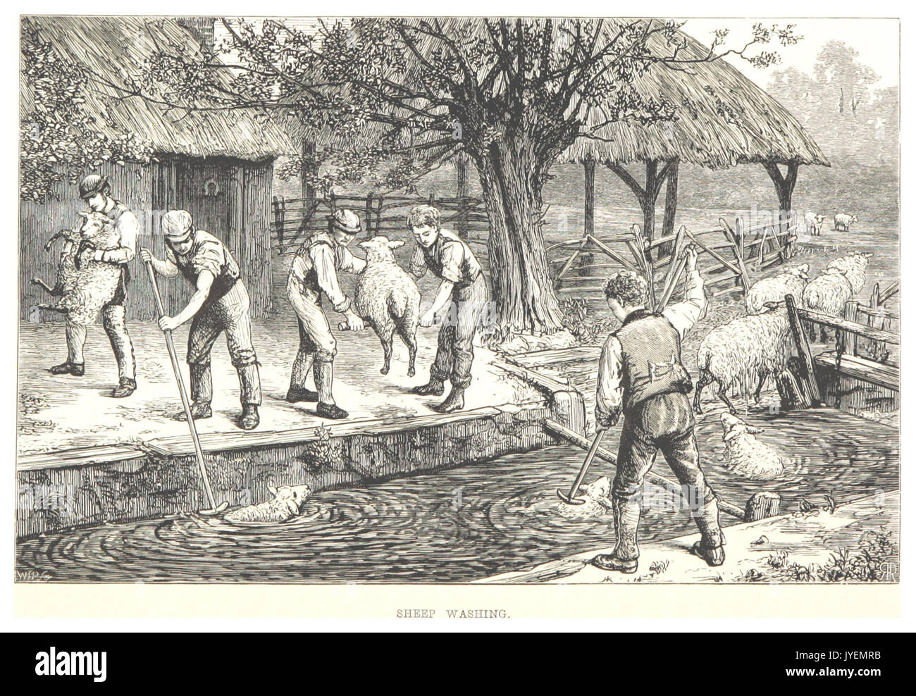 Sheep washing hi-res stock photography and images - Alamy