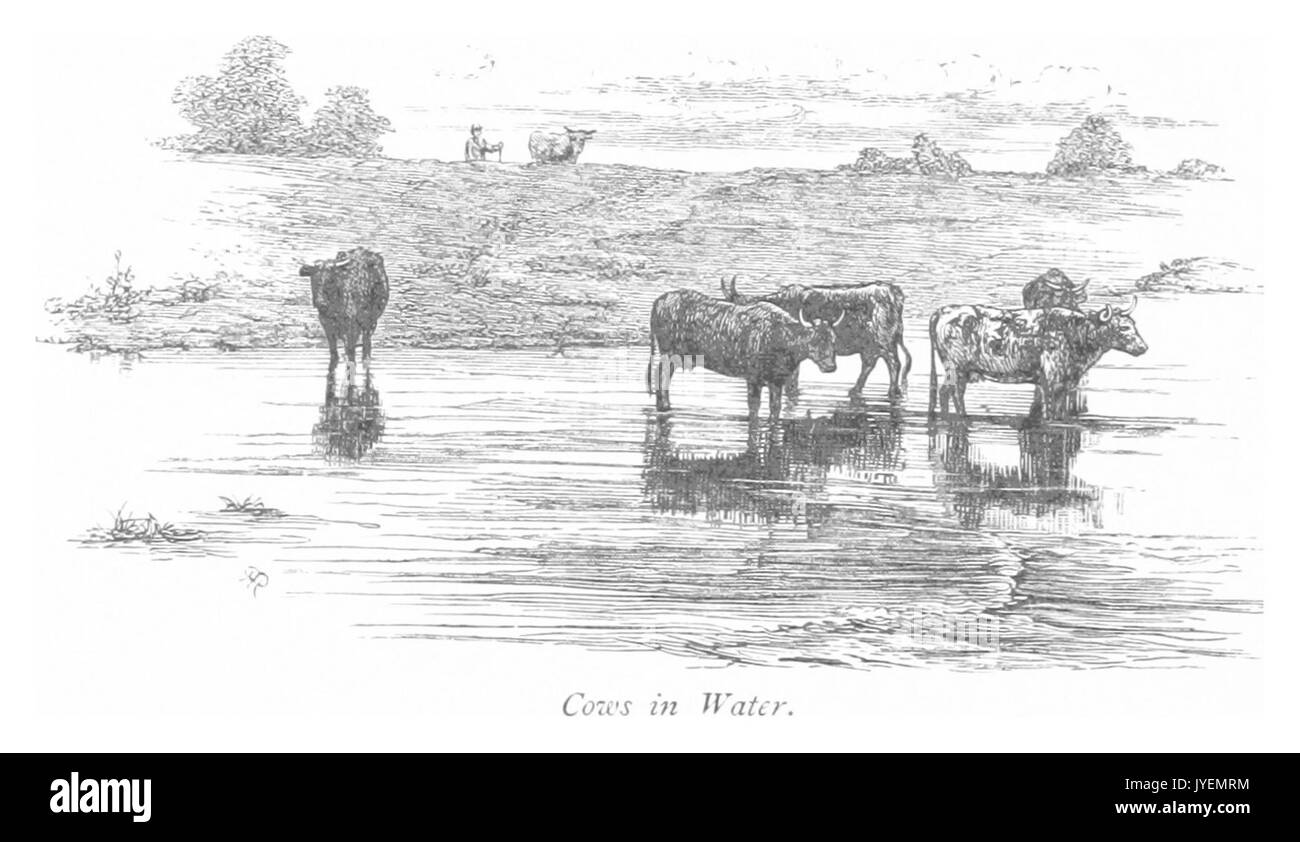 Cows cattle farm Cut Out Stock Images & Pictures - Alamy