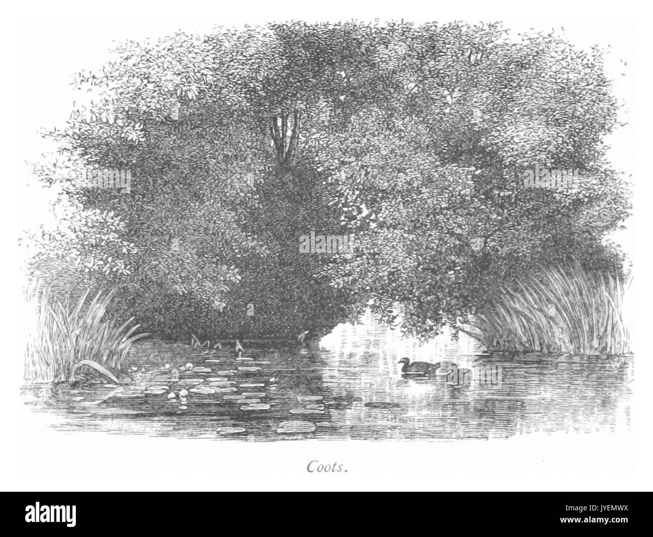 Cover Of Coots High Resolution Stock Photography and Images - Alamy