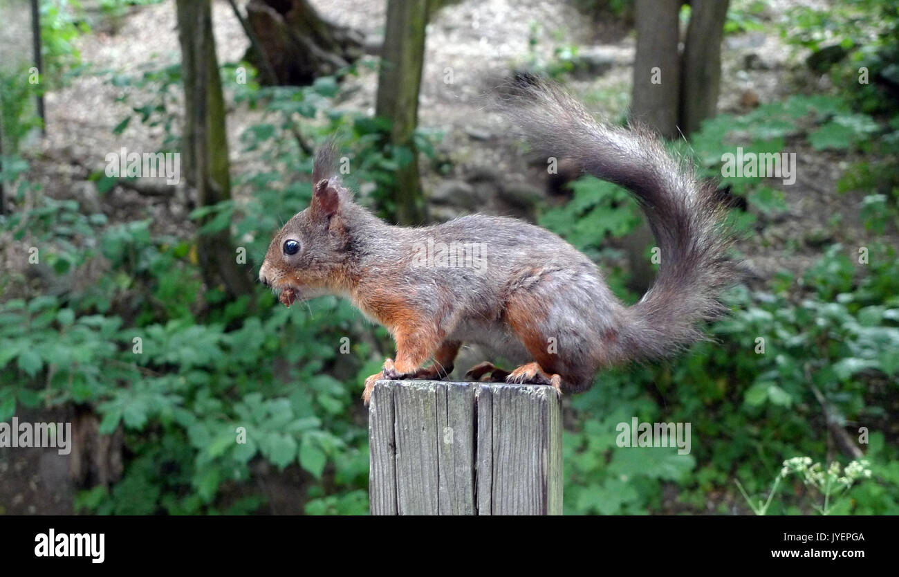 A squirrel in Skansen Stock Photo - Alamy