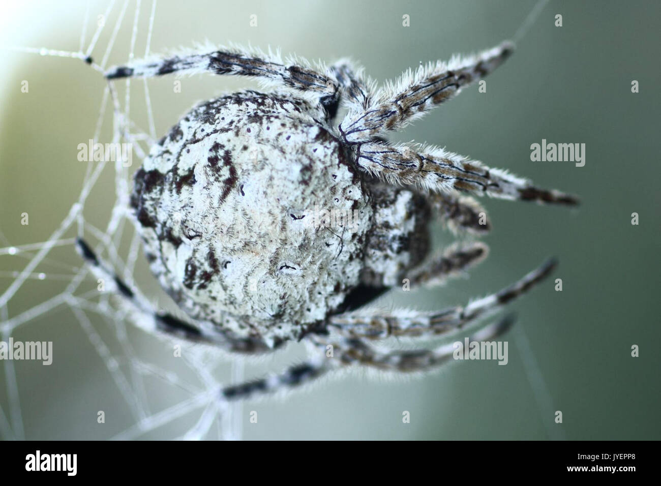 3345 Bark Spider Exo Stock Photo - Alamy