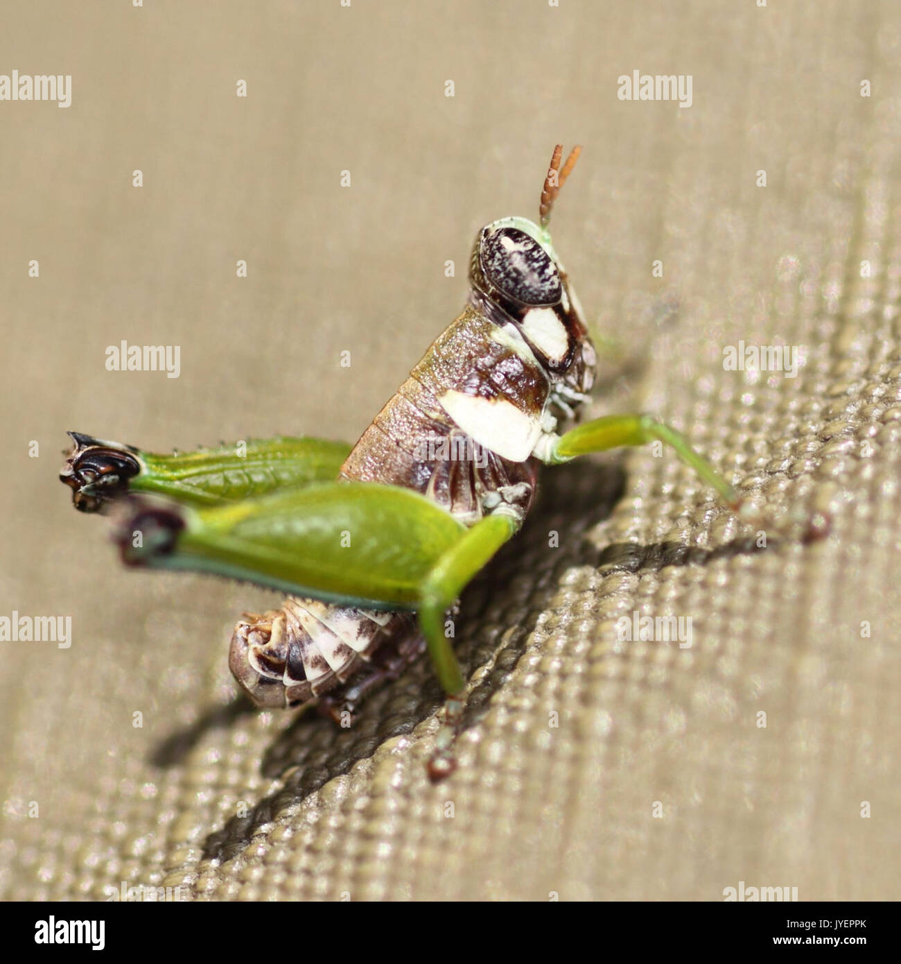 3371 Bush Locust Stock Photo - Alamy
