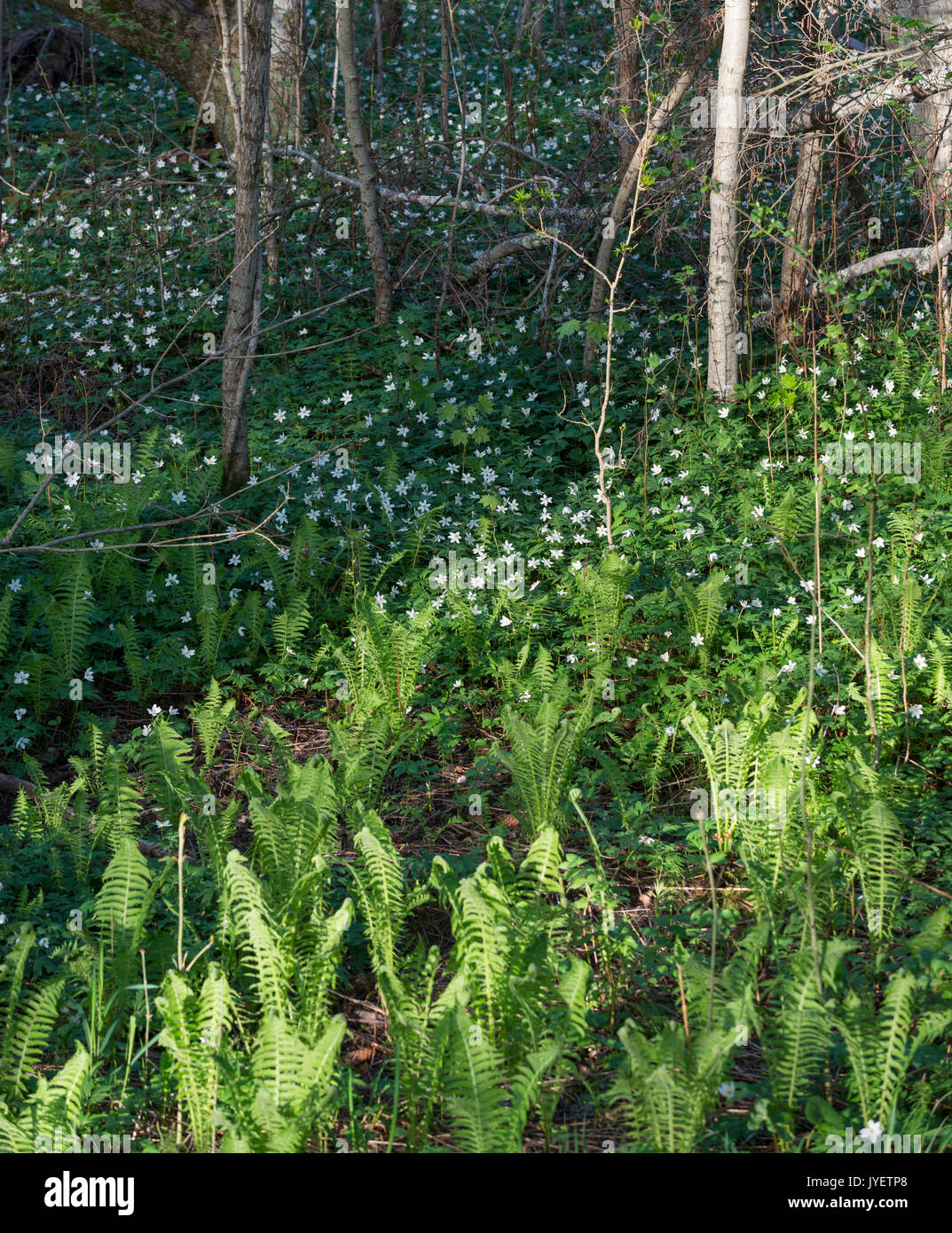 Springtime in the forest, Sweden Stock Photo - Alamy