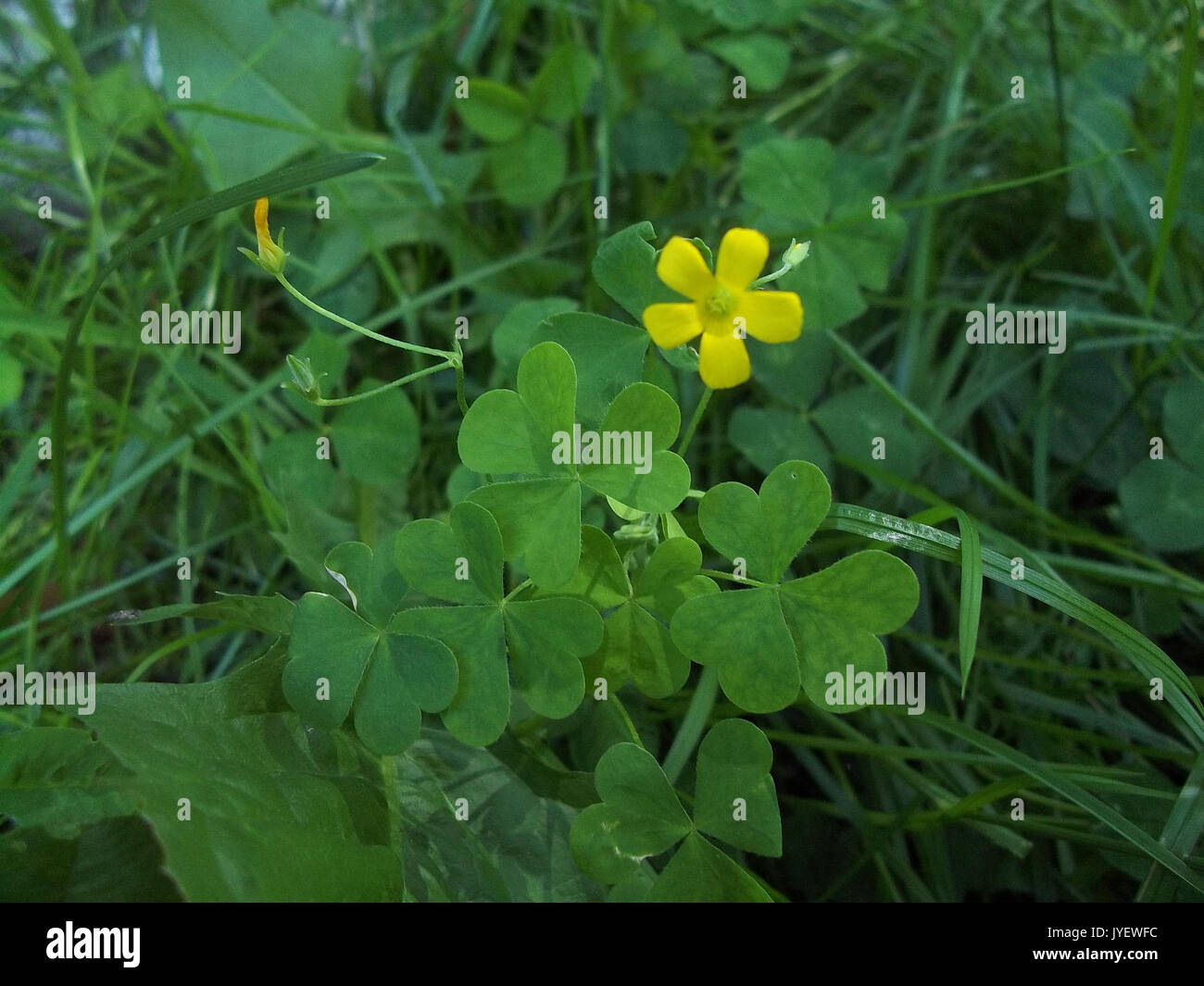 Clover leaf map hi-res stock photography and images - Alamy