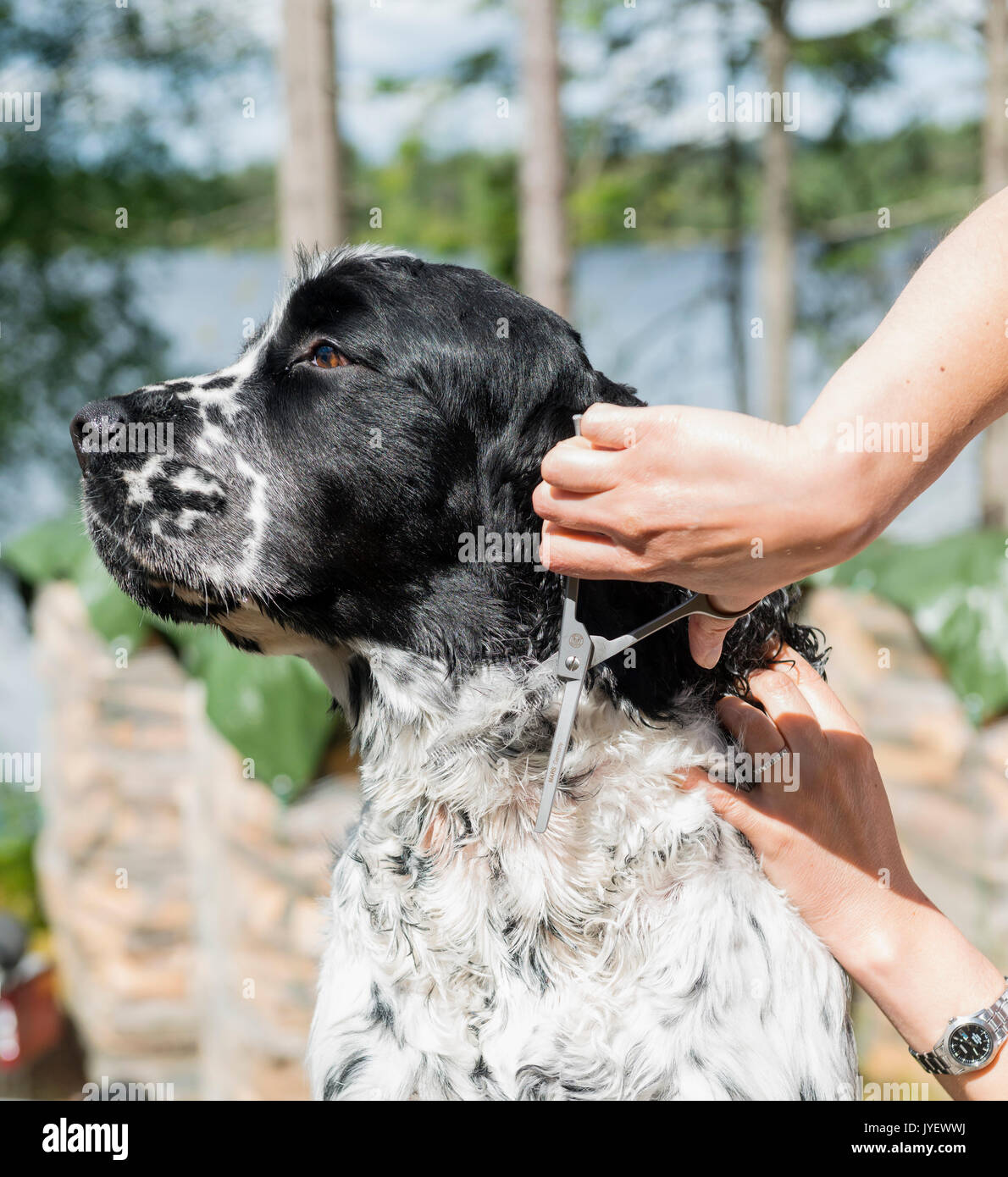 Klipper hi-res stock photography and images - Alamy