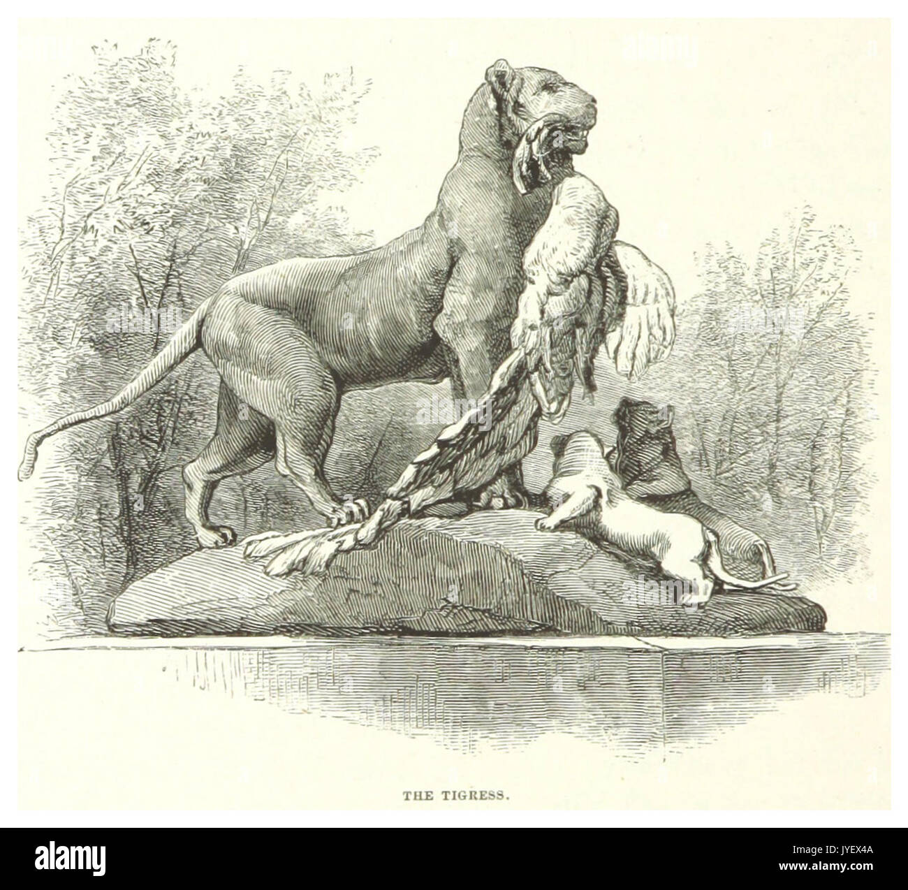 NYC CentralPark (1869) p088 The Tigress Stock Photo - Alamy