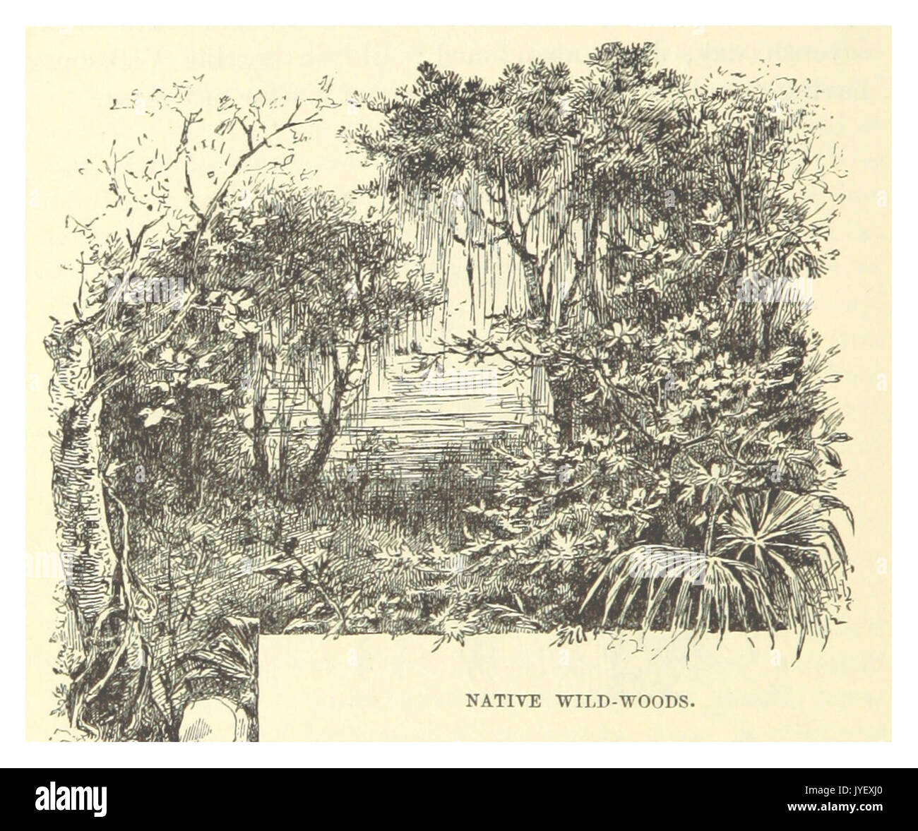 Woods landscape Cut Out Stock Images & Pictures - Alamy