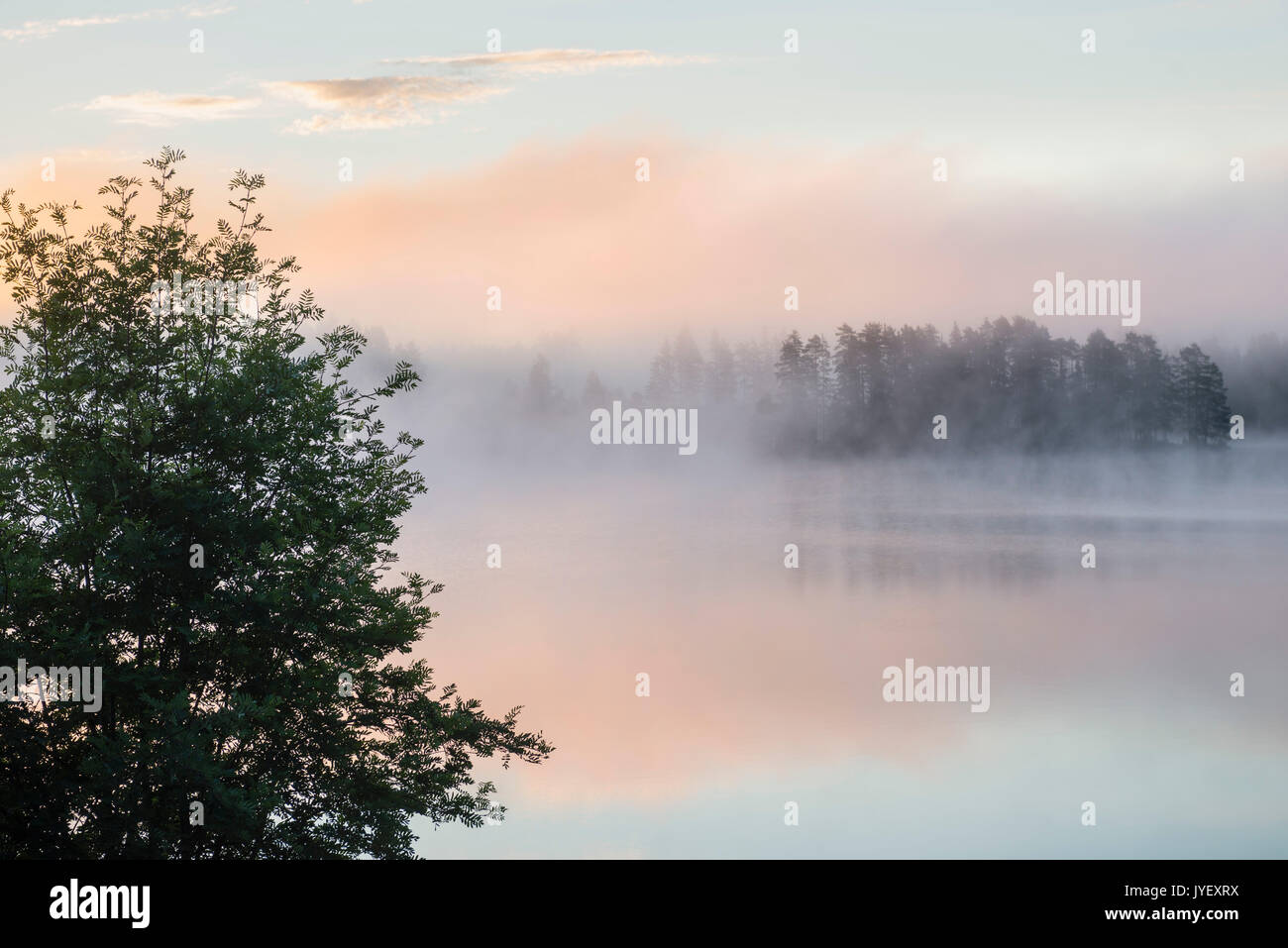 Misty dawn over lake forest hi-res stock photography and images - Alamy