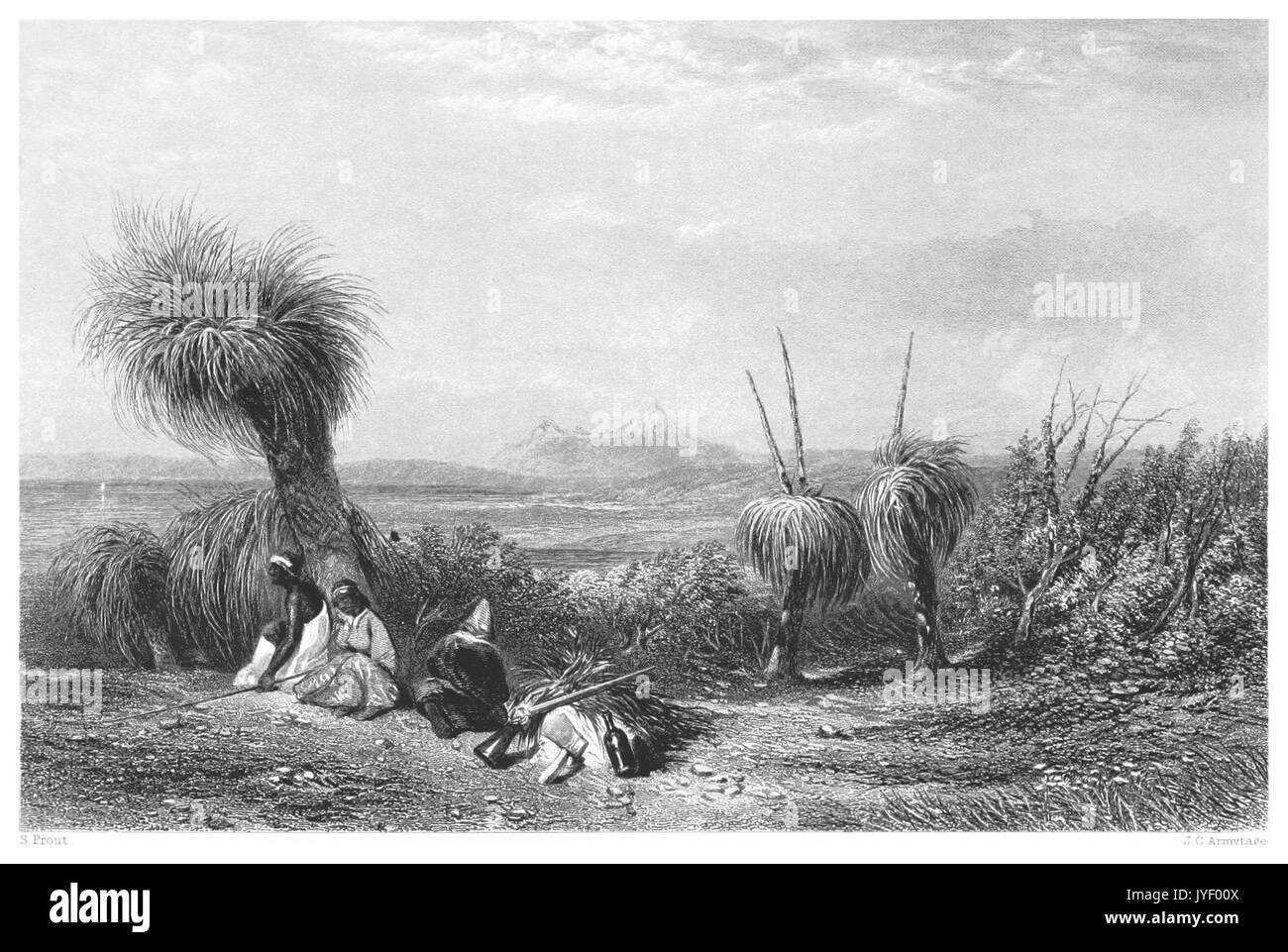 Australian grass tree tree Black and White Stock Photos & Images - Alamy