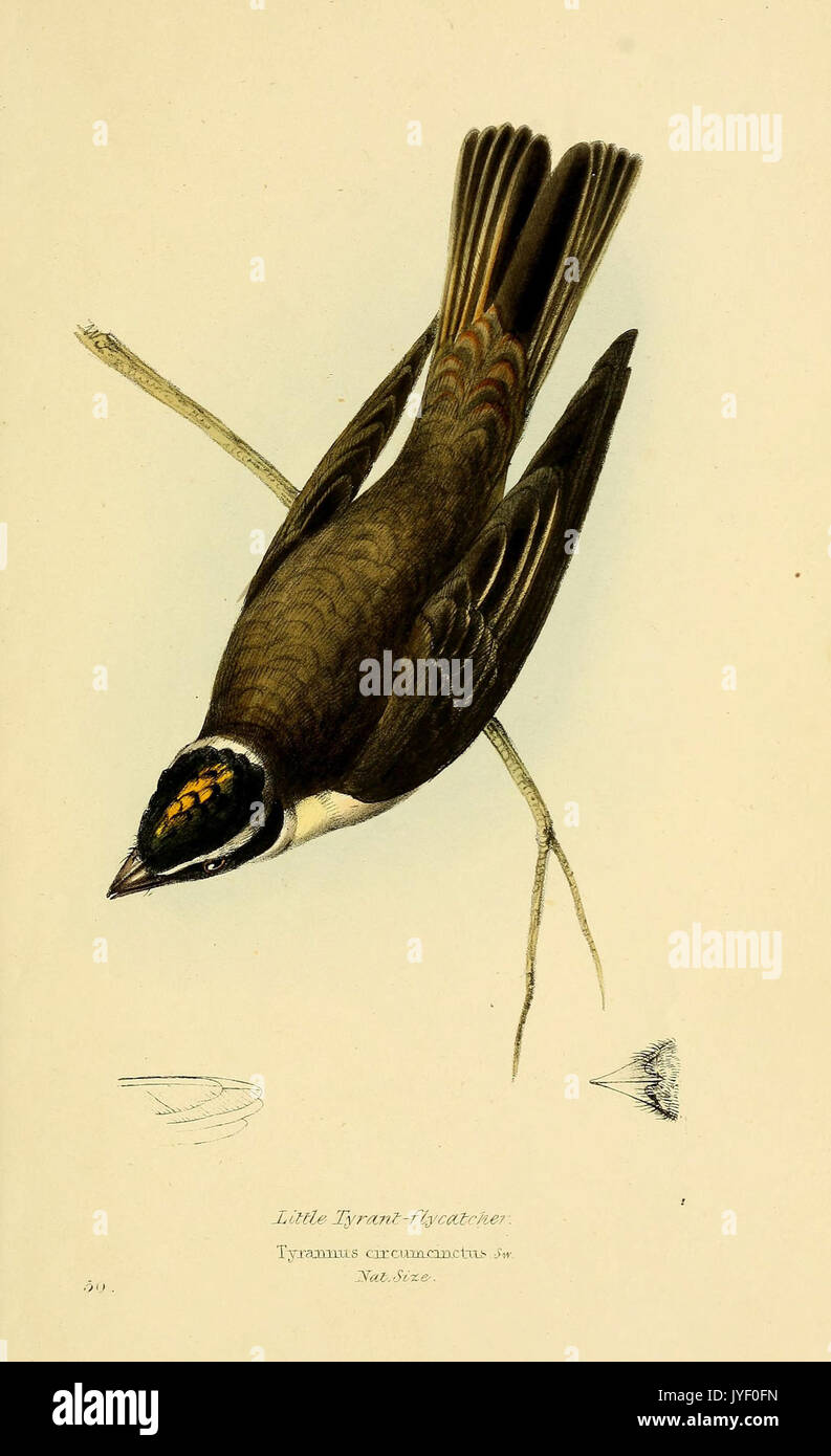 This illustration from a natural history book presents a selection of ...