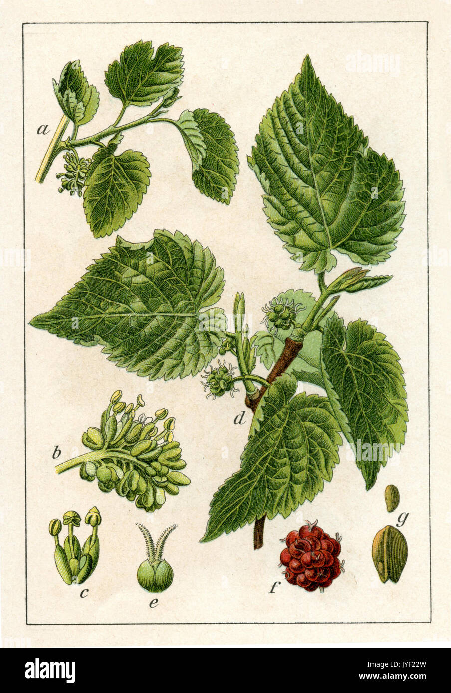 mulberry, black mulberry Stock Photo - Alamy