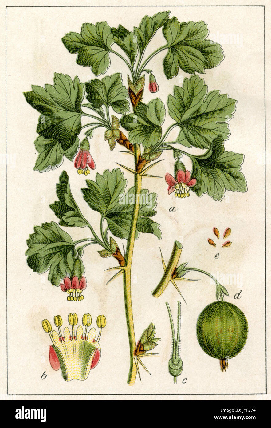 Gooseberry historical hi-res stock photography and images - Alamy