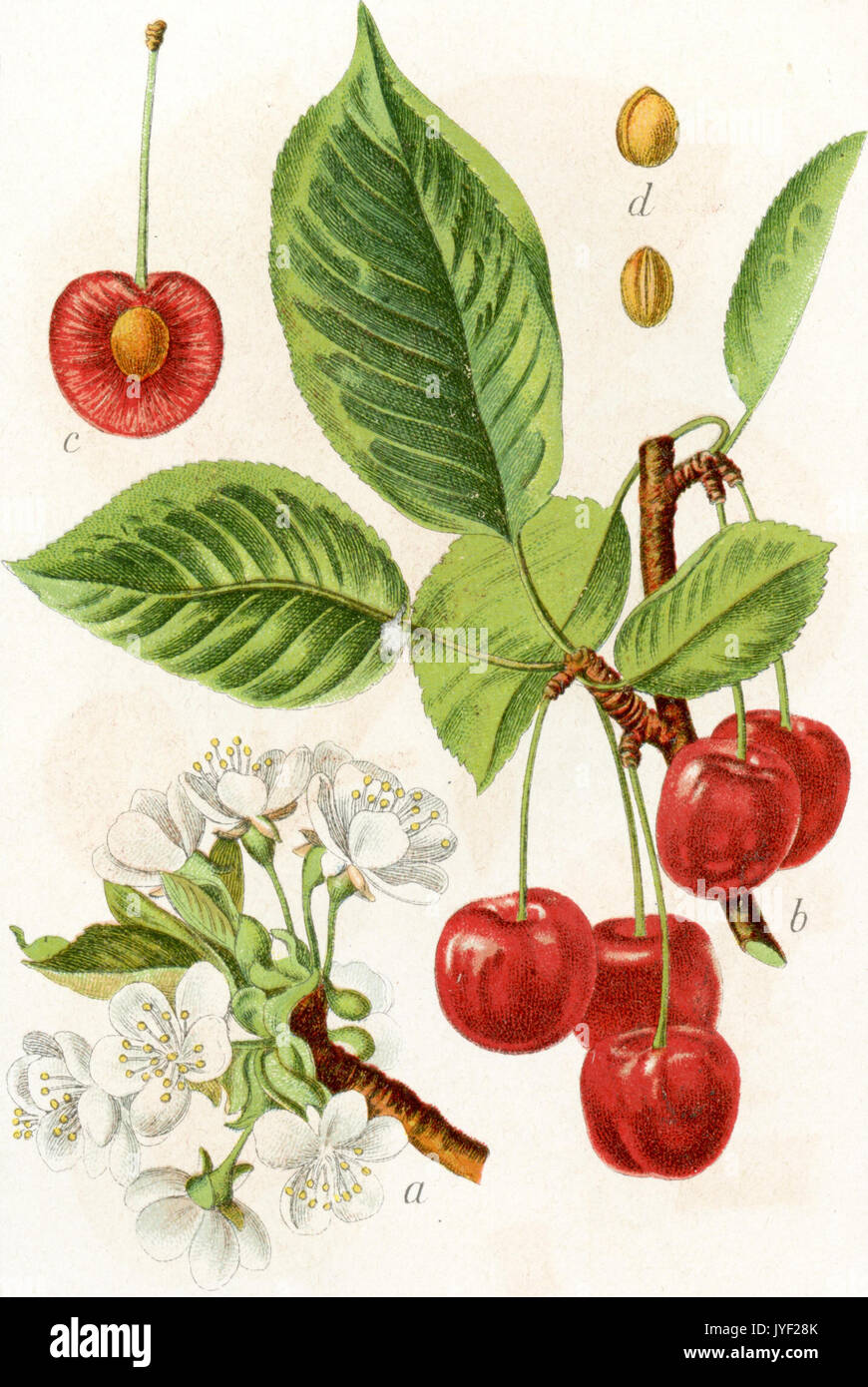 Prunus cerasus ‘morello’ hi-res stock photography and images - Alamy