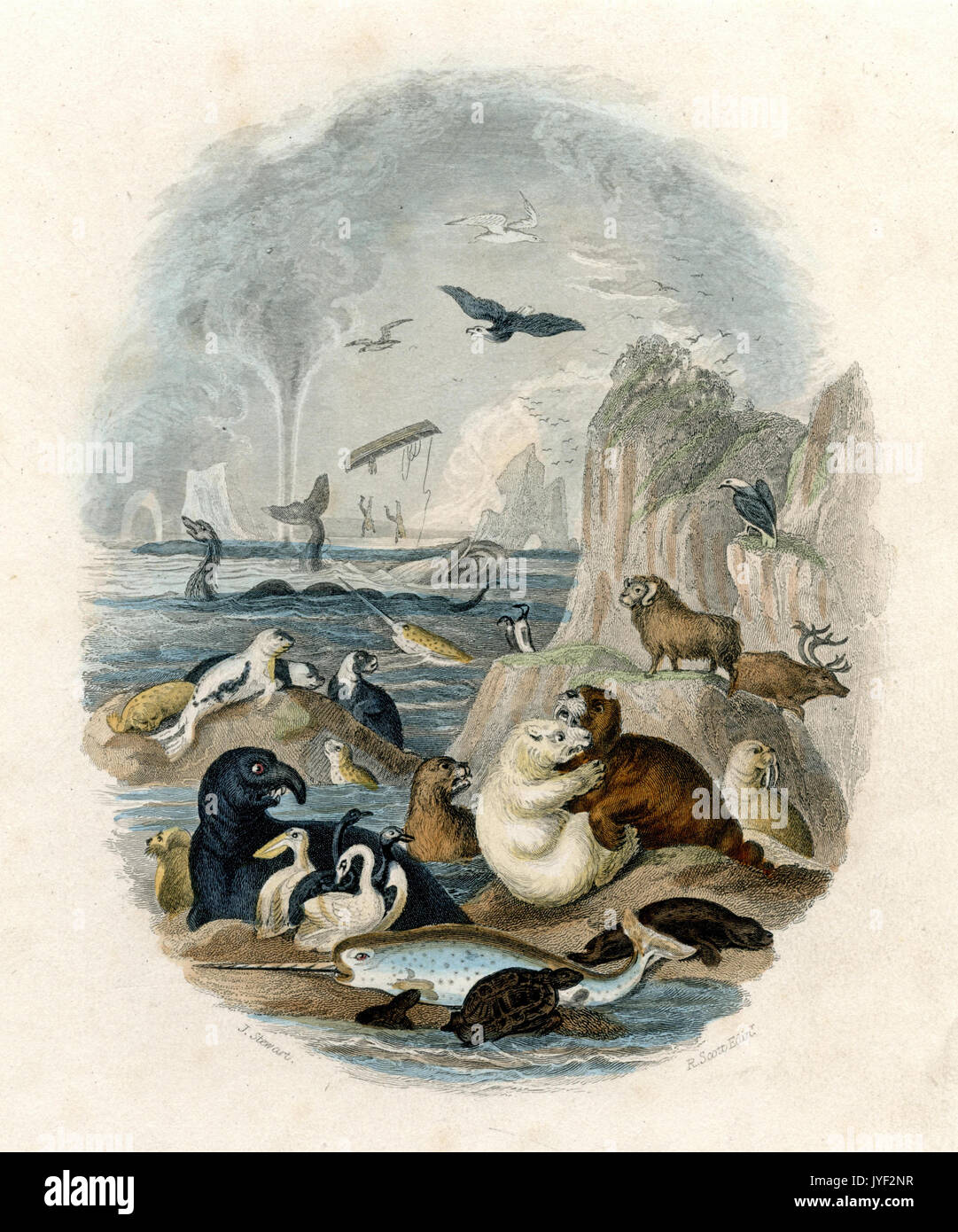 Animals of the Arctic Ocean , blue whale, reindeer , mouflon , seals ...
