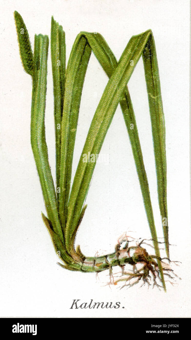 Acorus calamus botanical illustration hi-res stock photography and ...