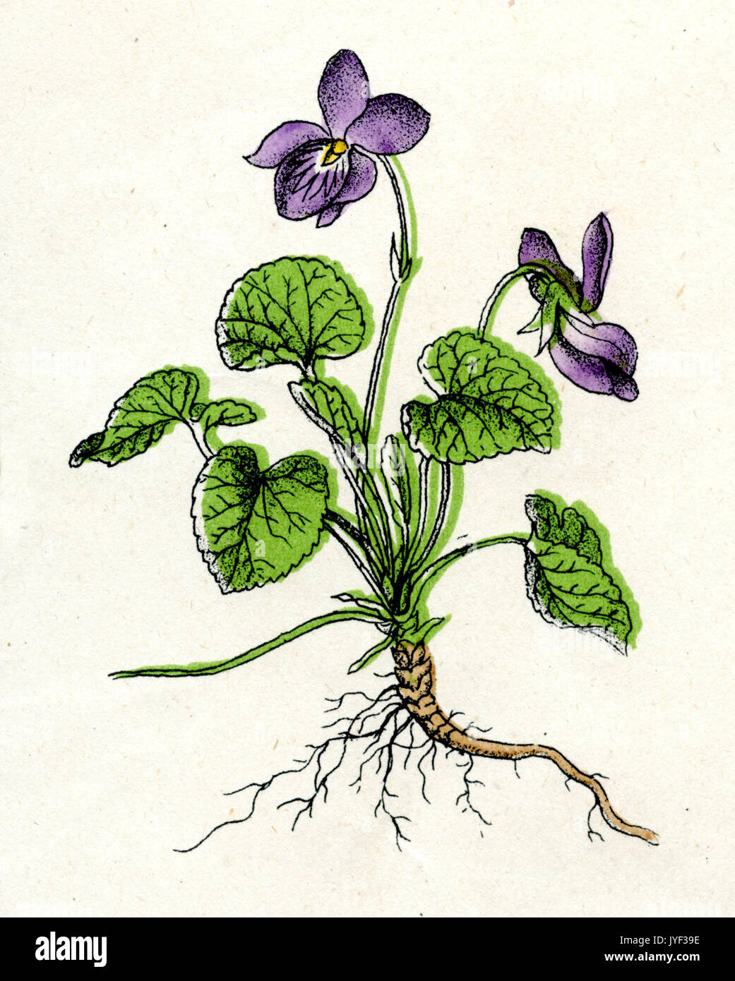 Violet; wood violet; sweet violet, English violet, common violet Stock ...