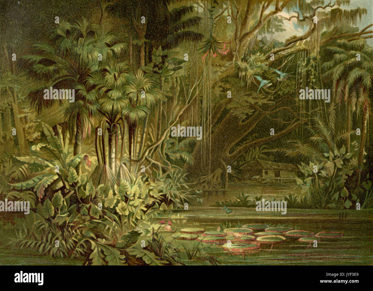 Jungle at the Amazon Stock Photo - Alamy