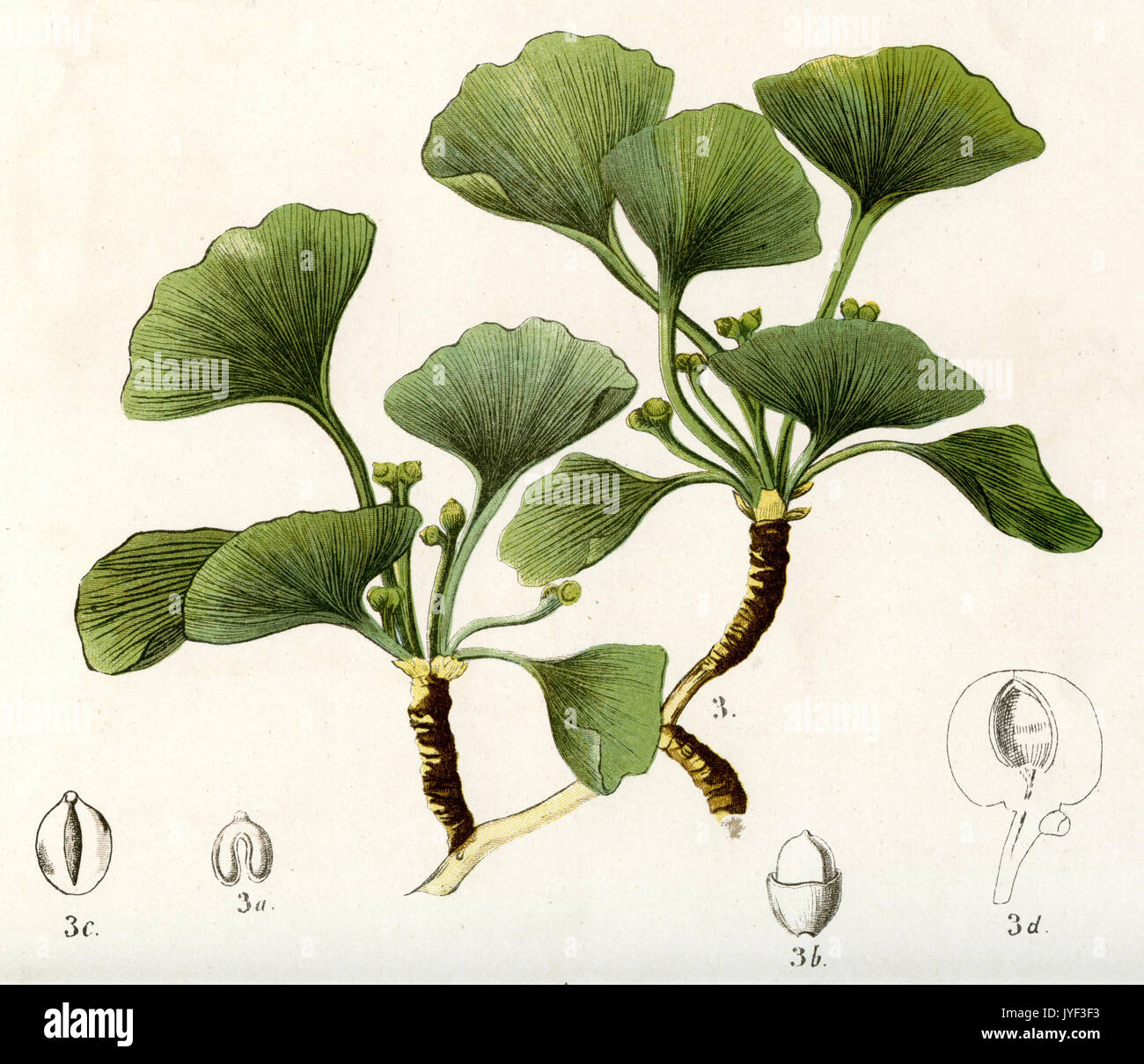 Gingko tree botanical illustration hi-res stock photography and images ...