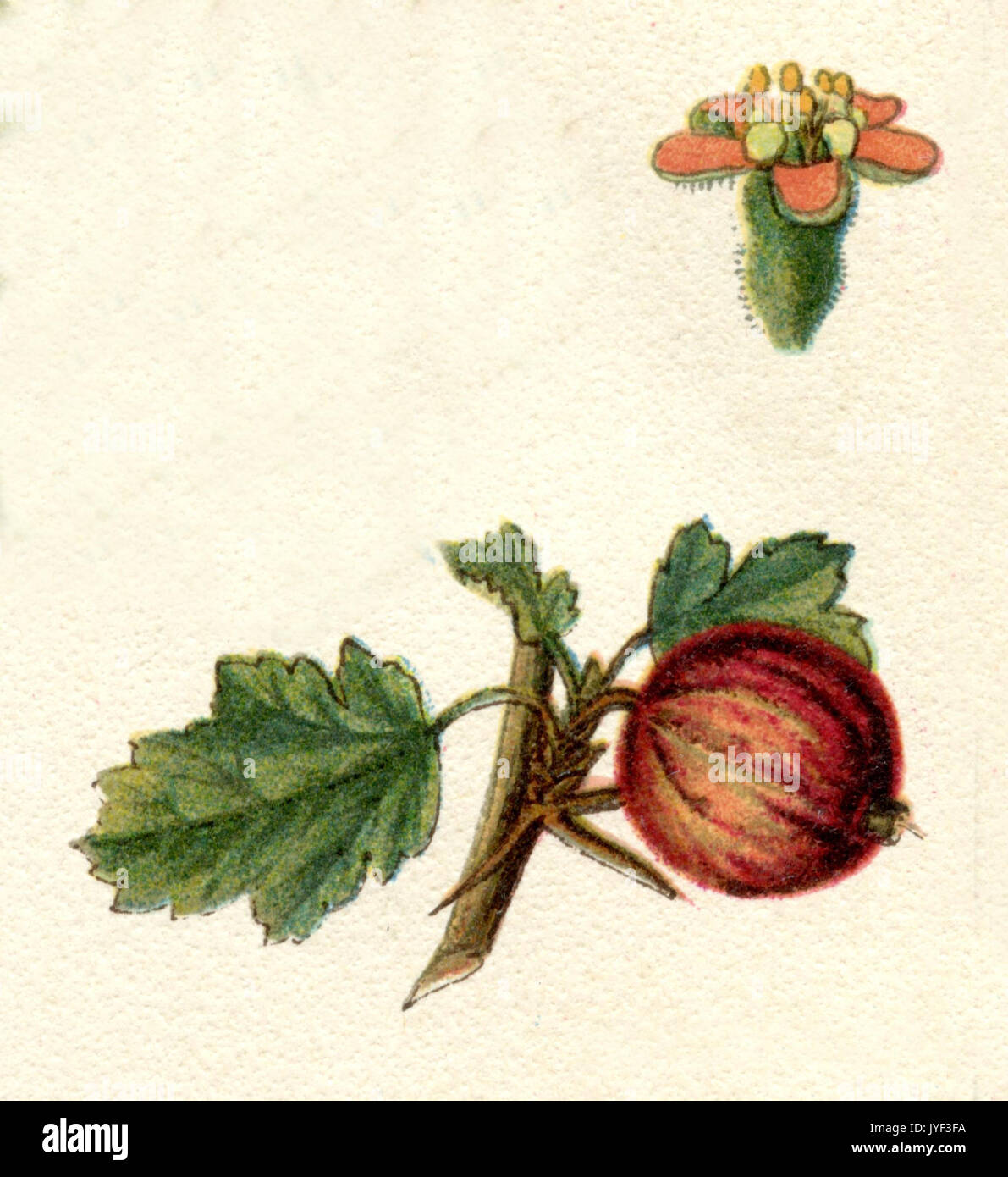 Botanical illustration of gooseberry hi-res stock photography and ...