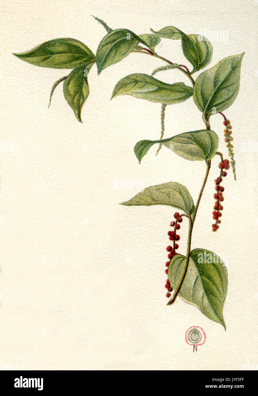 Pepper black plant botanical hi-res stock photography and images - Alamy