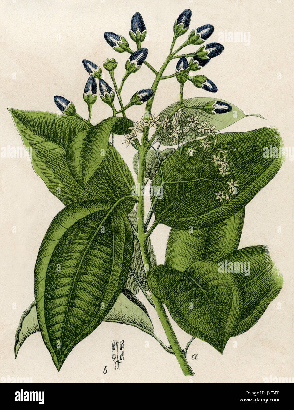 Cinnamomum verum illustration hi-res stock photography and images - Alamy
