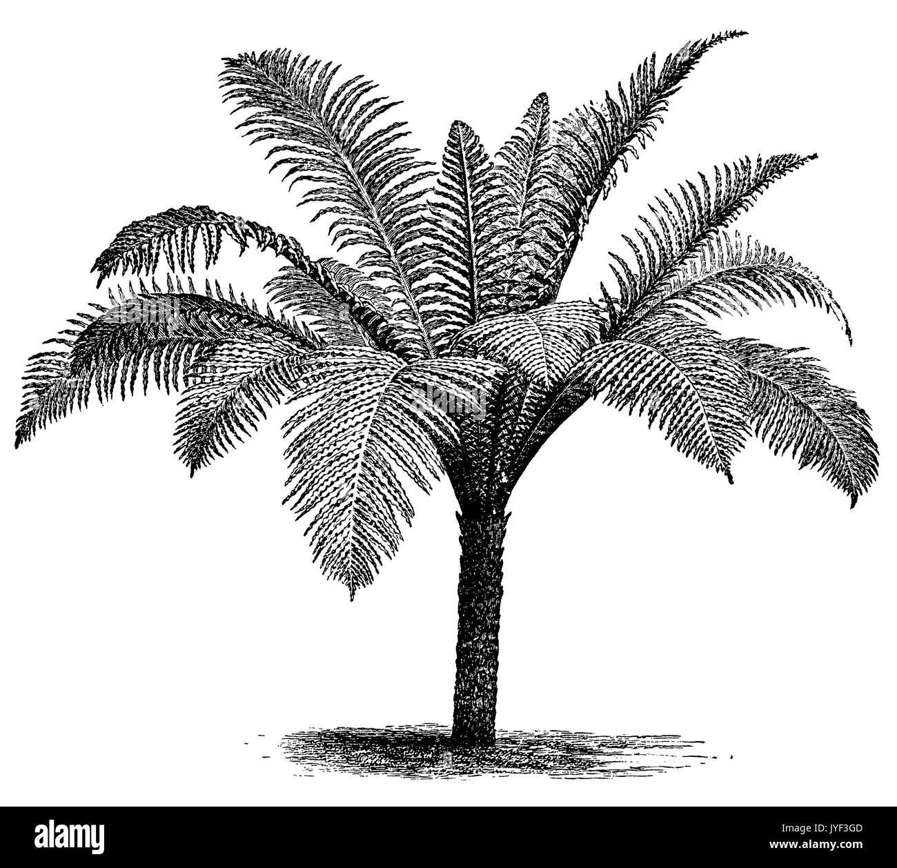 Brazilian dwarf tree fern, Brazilian tree fern, red dwarf tree fern ...