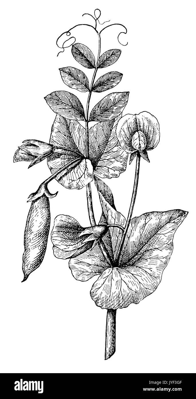 Botanical illustration wood pea hi-res stock photography and images - Alamy