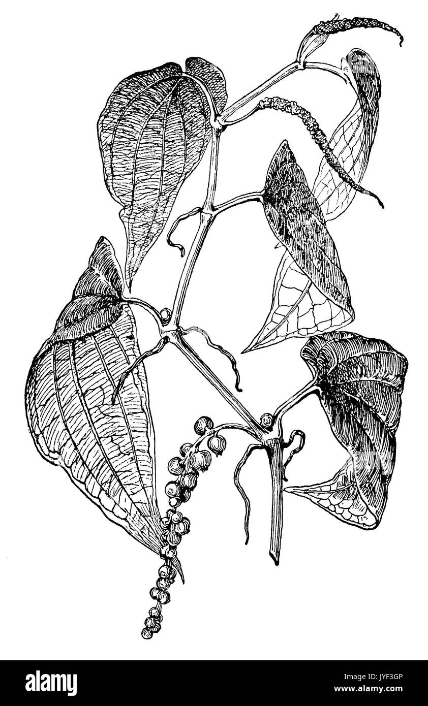 Black pepper botanical illustration Black and White Stock Photos ...