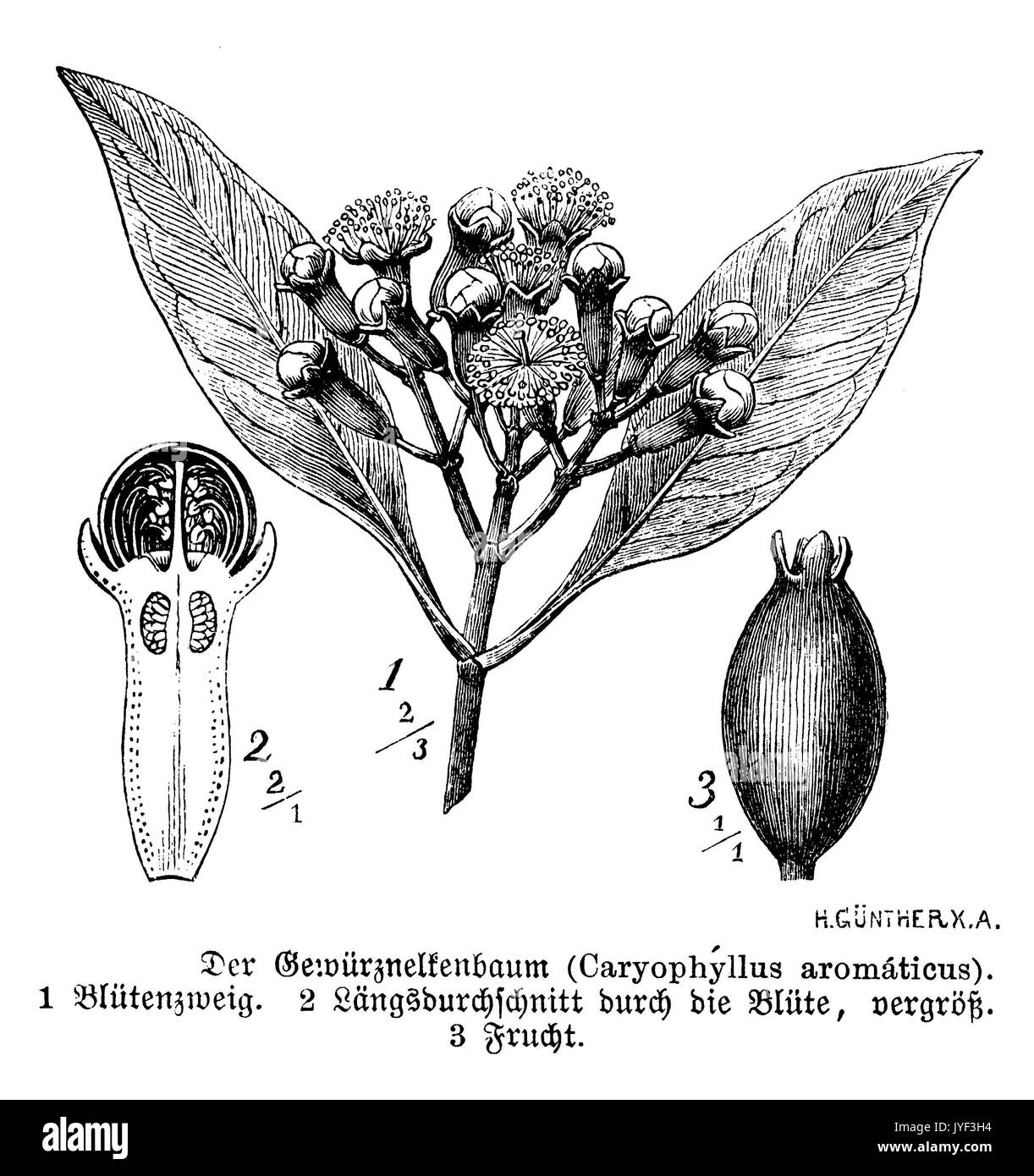 Clove syzygium aromaticum Black and White Stock Photos & Images - Alamy