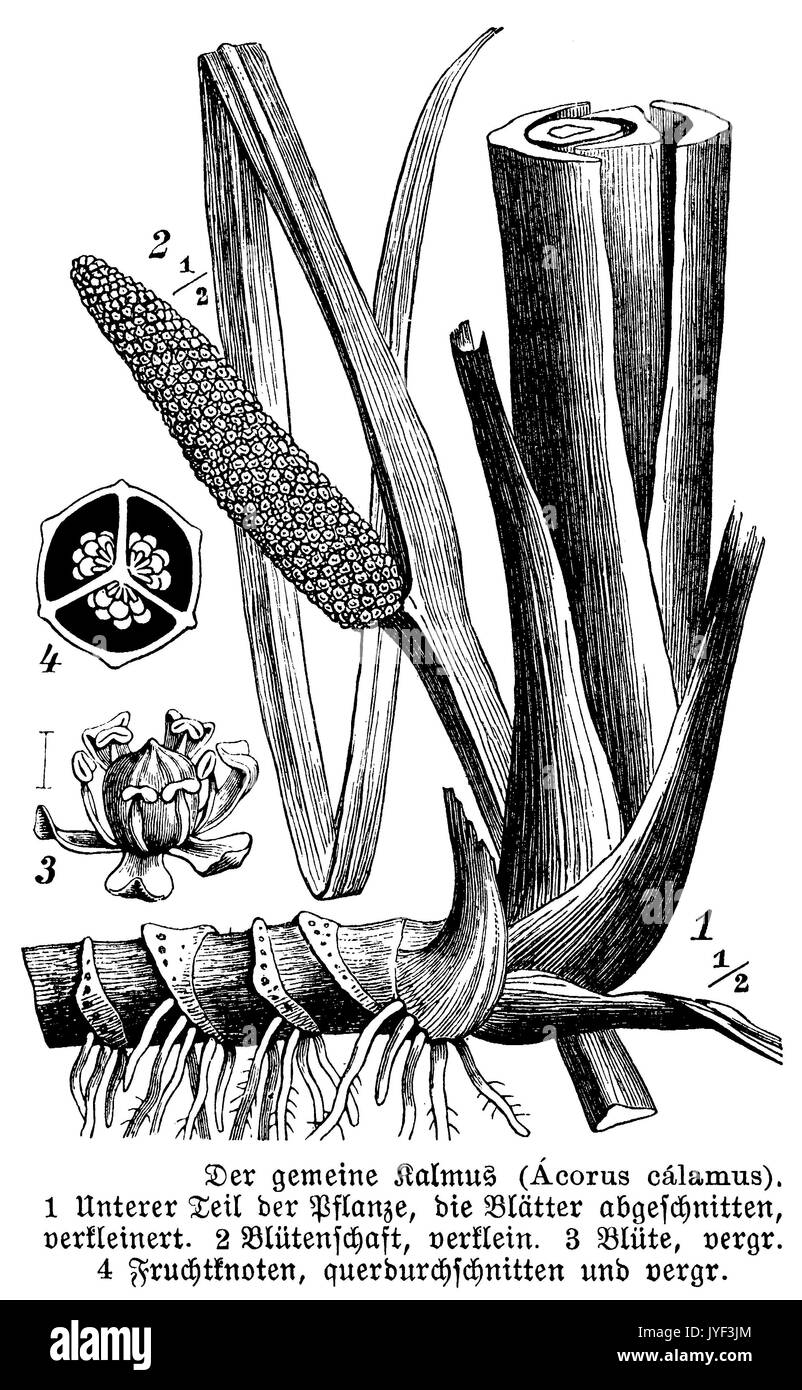 Acorus calamus drawing hi-res stock photography and images - Alamy