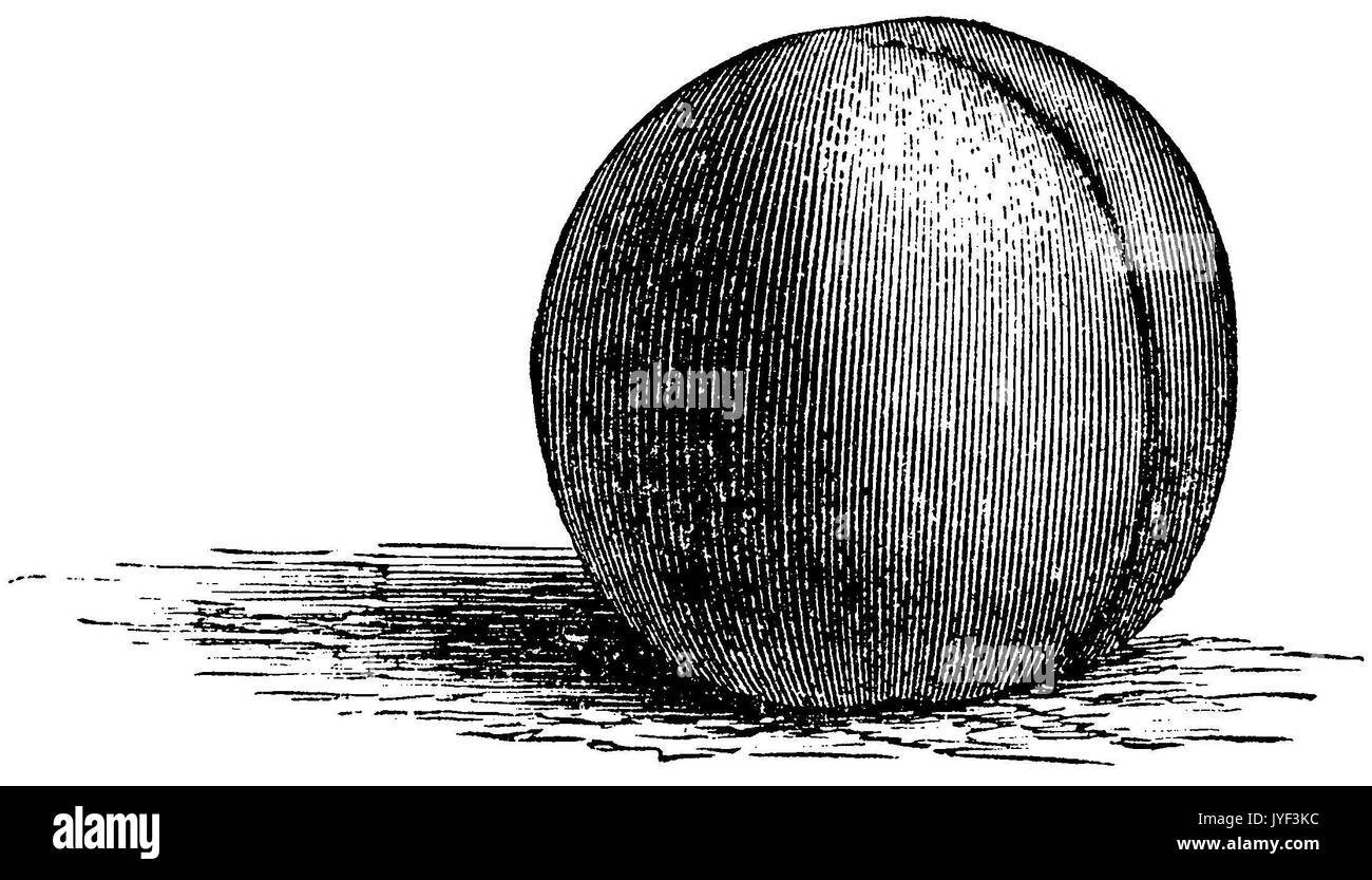 Peach variety Black and White Stock Photos & Images - Alamy