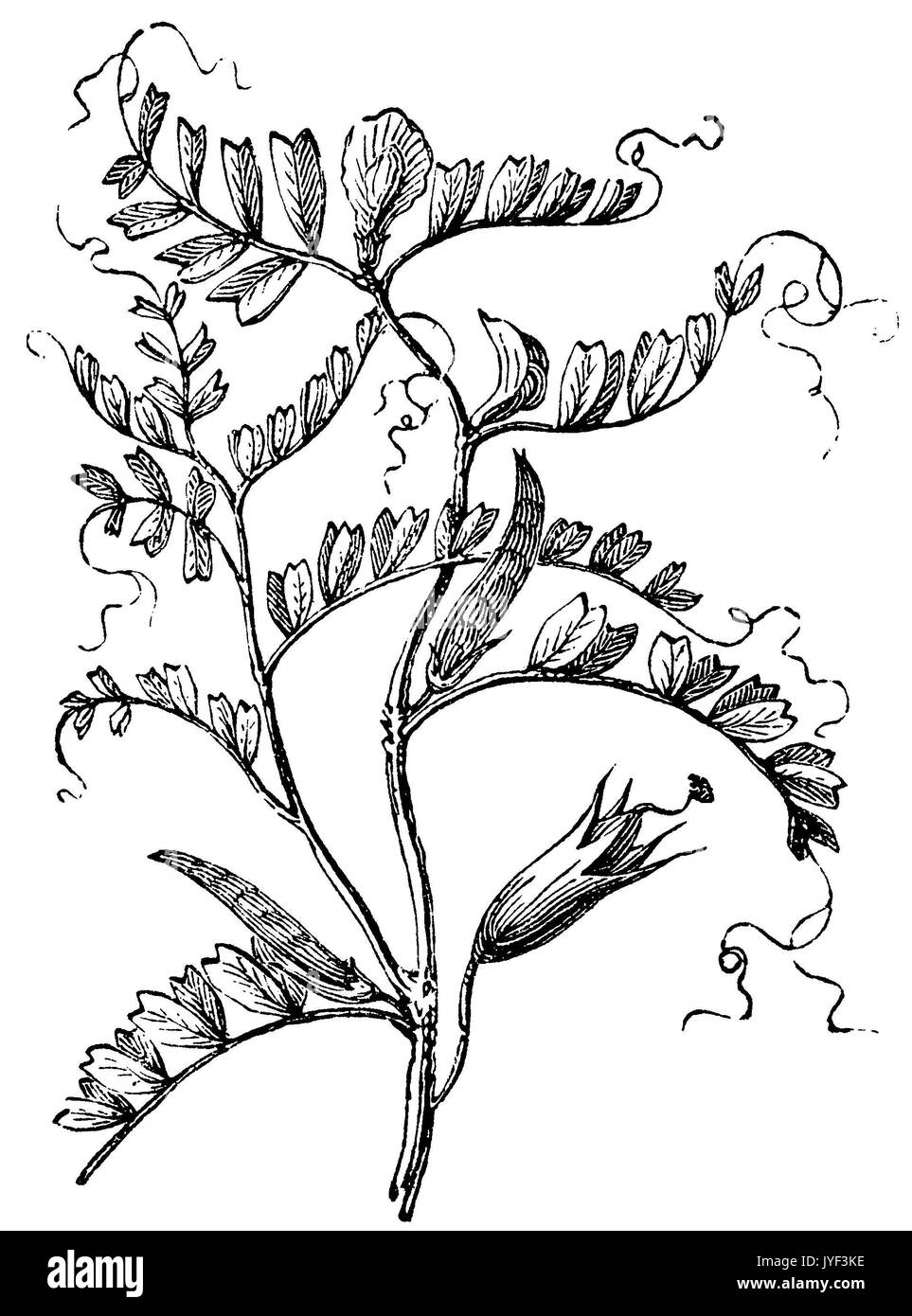 Tare vetch botanical illustration hi-res stock photography and images ...