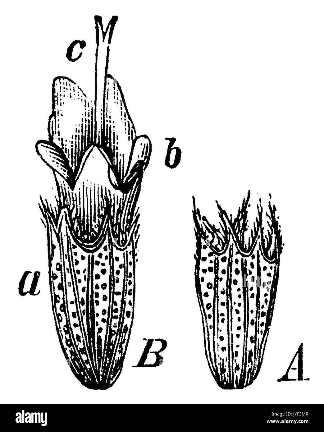Peppermint botanical illustration hi-res stock photography and images ...