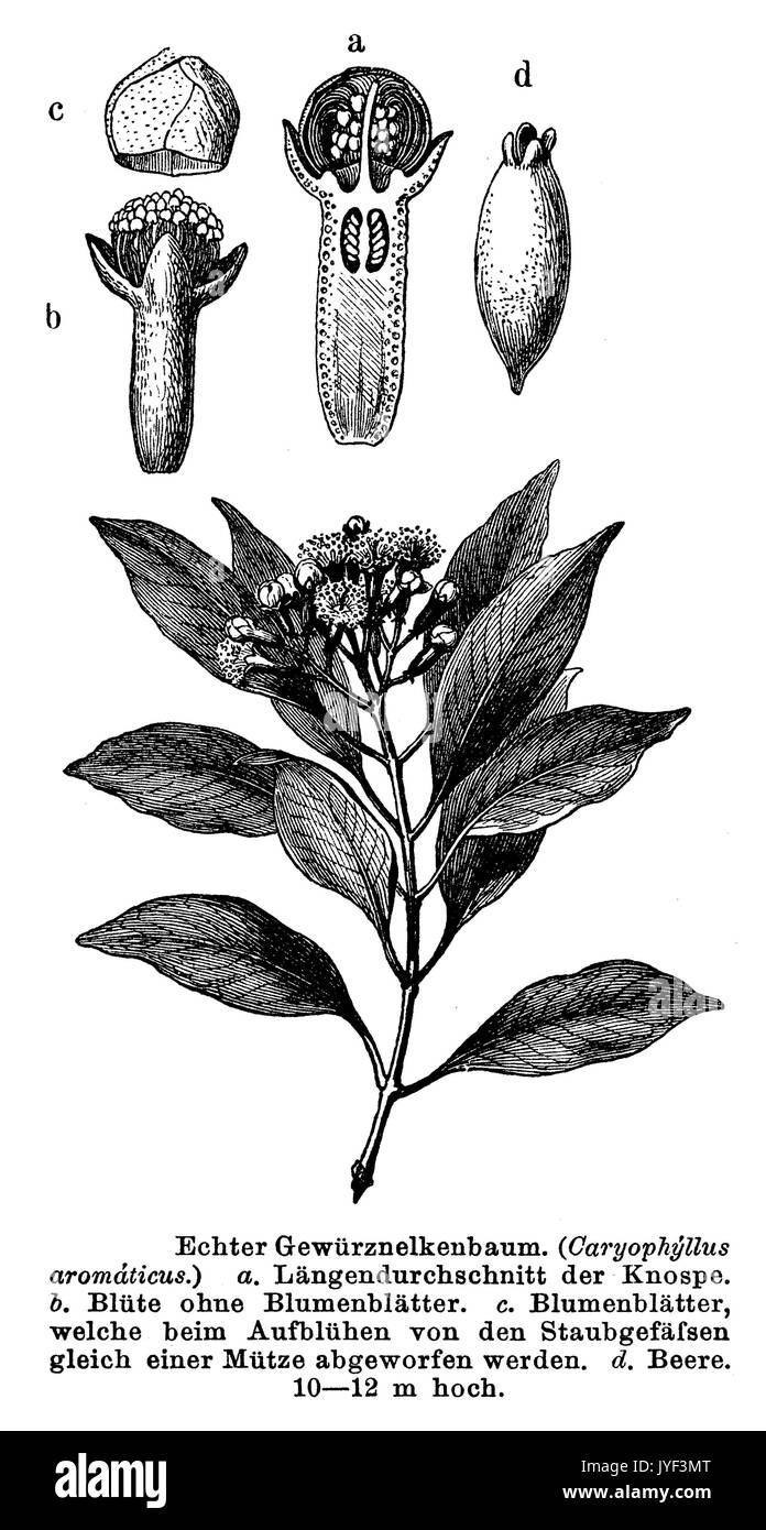 Clove tree hi-res stock photography and images - Alamy