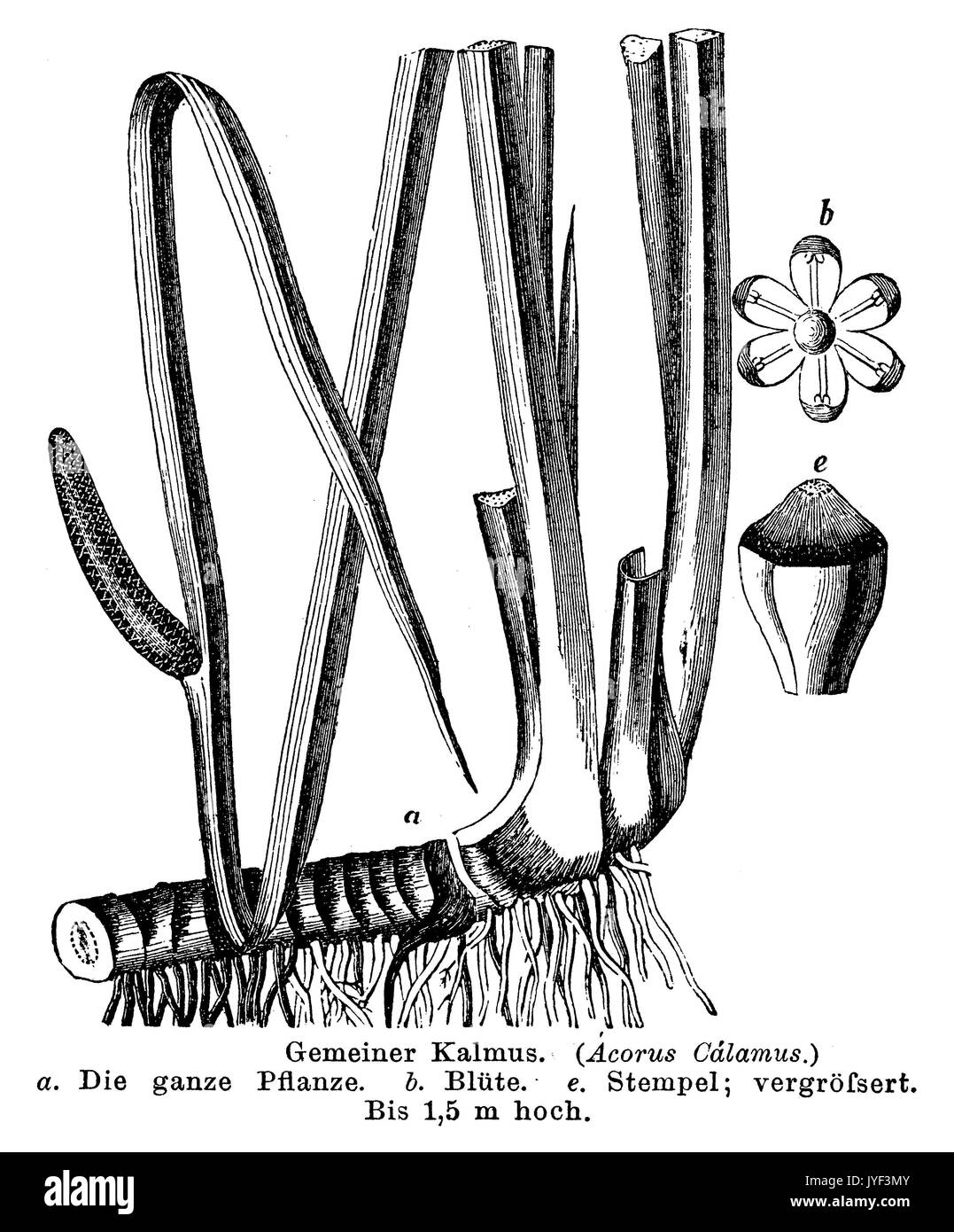 Acorus calamus drawing hi-res stock photography and images - Alamy