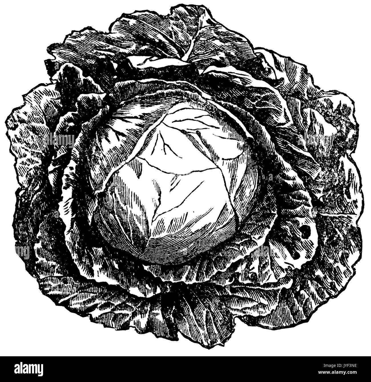 Cabbage or headed cabbage, varity: Erfurt round sugar cabbage Stock ...